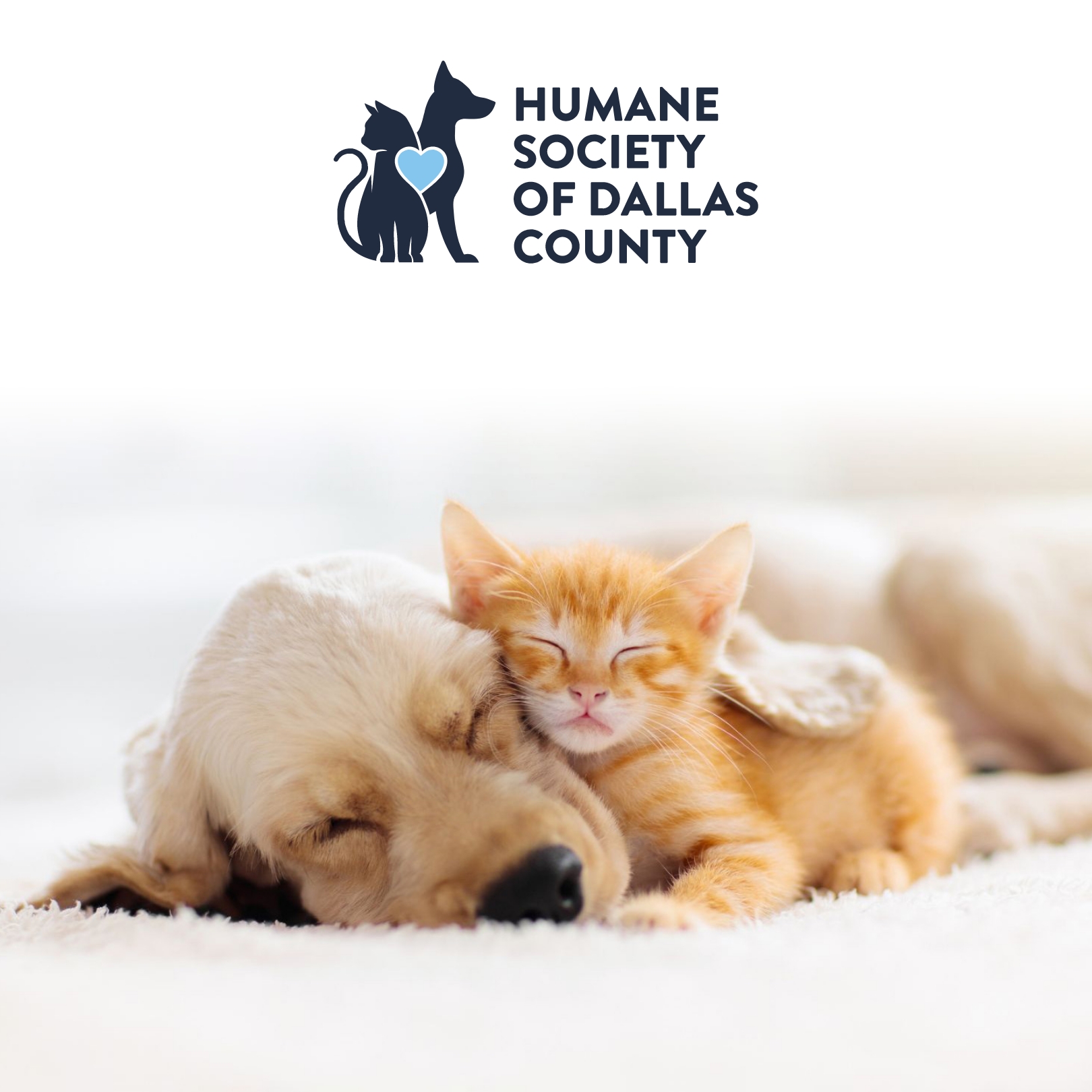 Available Dogs - Humane Society of Dallas County