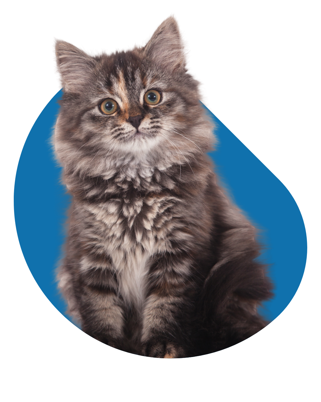 Available Cats - Humane Society of Dallas County