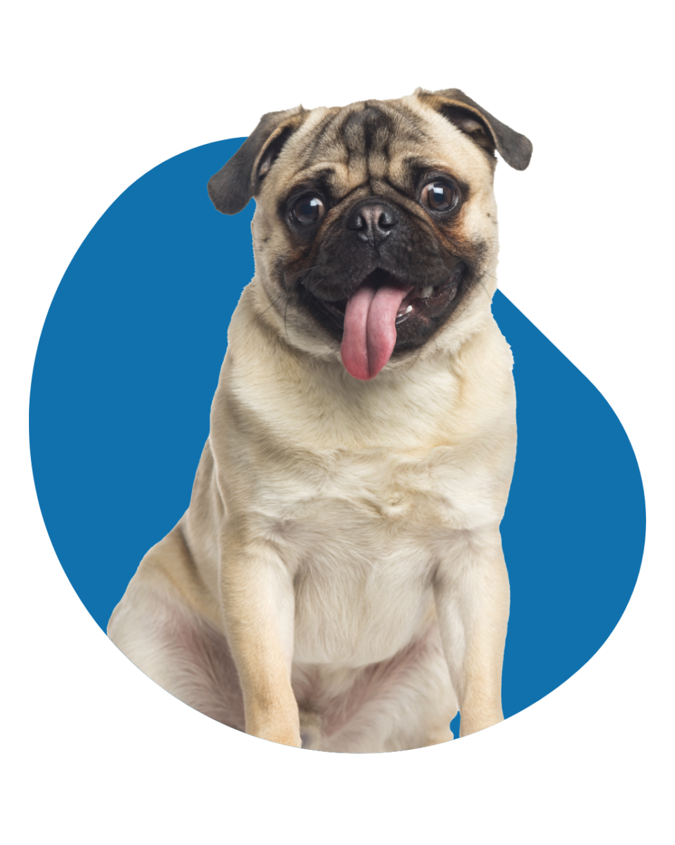 Available Dogs - Humane Society of Dallas County