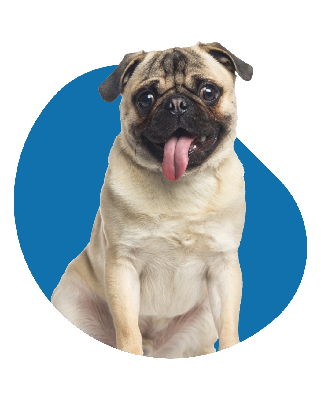 Available Dogs - Humane Society of Dallas County