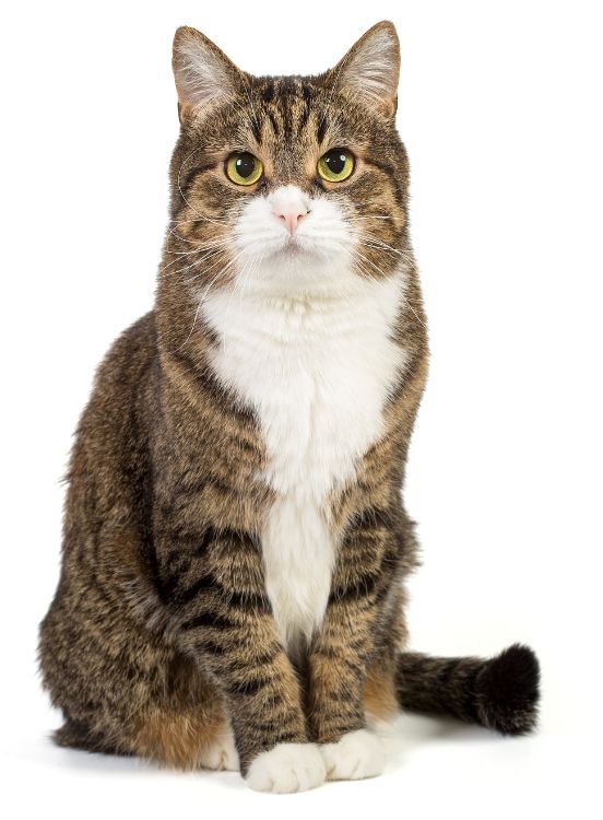 Adopt - Humane Society of Dallas County