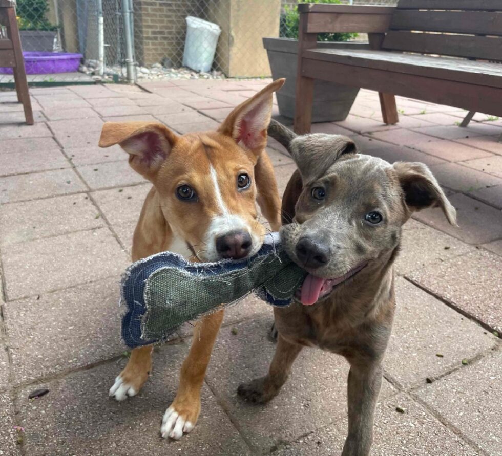 Get Involved - Humane Society of Dallas County