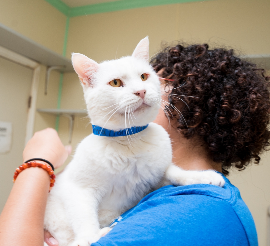 Our Values - Humane Society of Dallas County