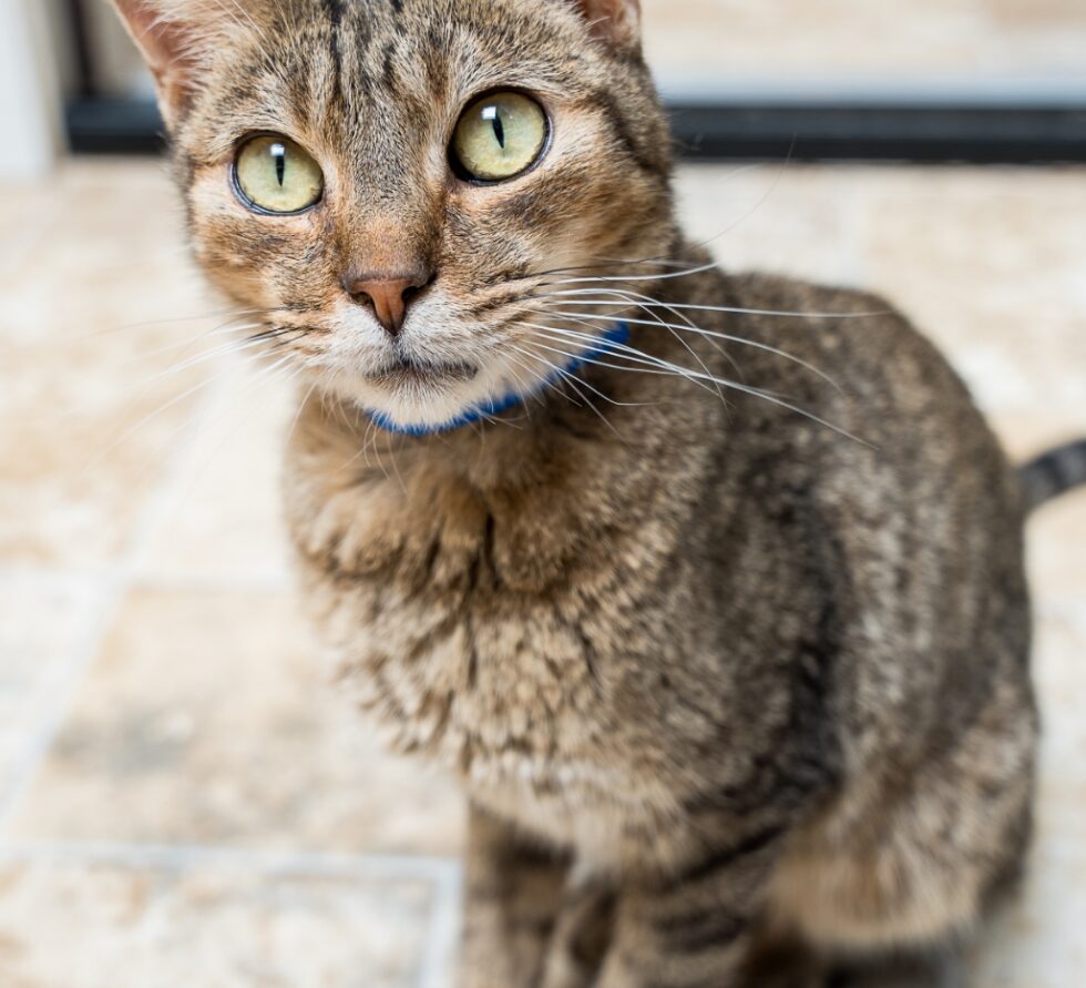 Get Involved - Humane Society of Dallas County