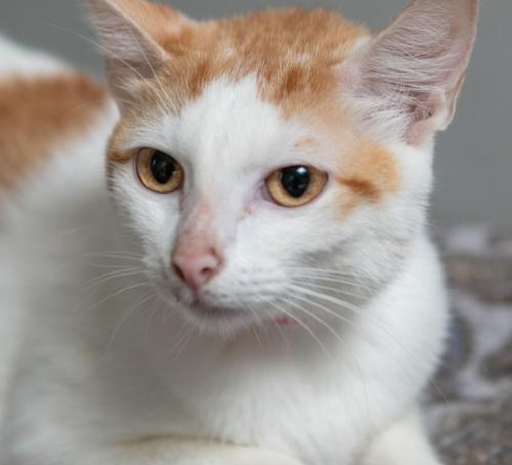 Get Involved - Humane Society of Dallas County