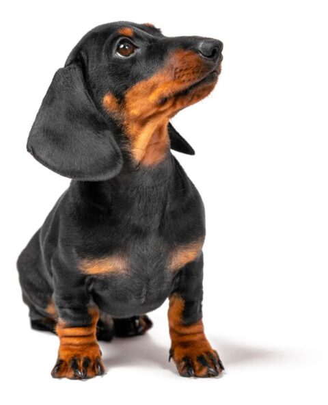 Adopt - Humane Society of Dallas County