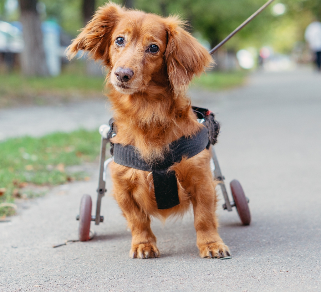 Become a Foster - Humane Society of Dallas County