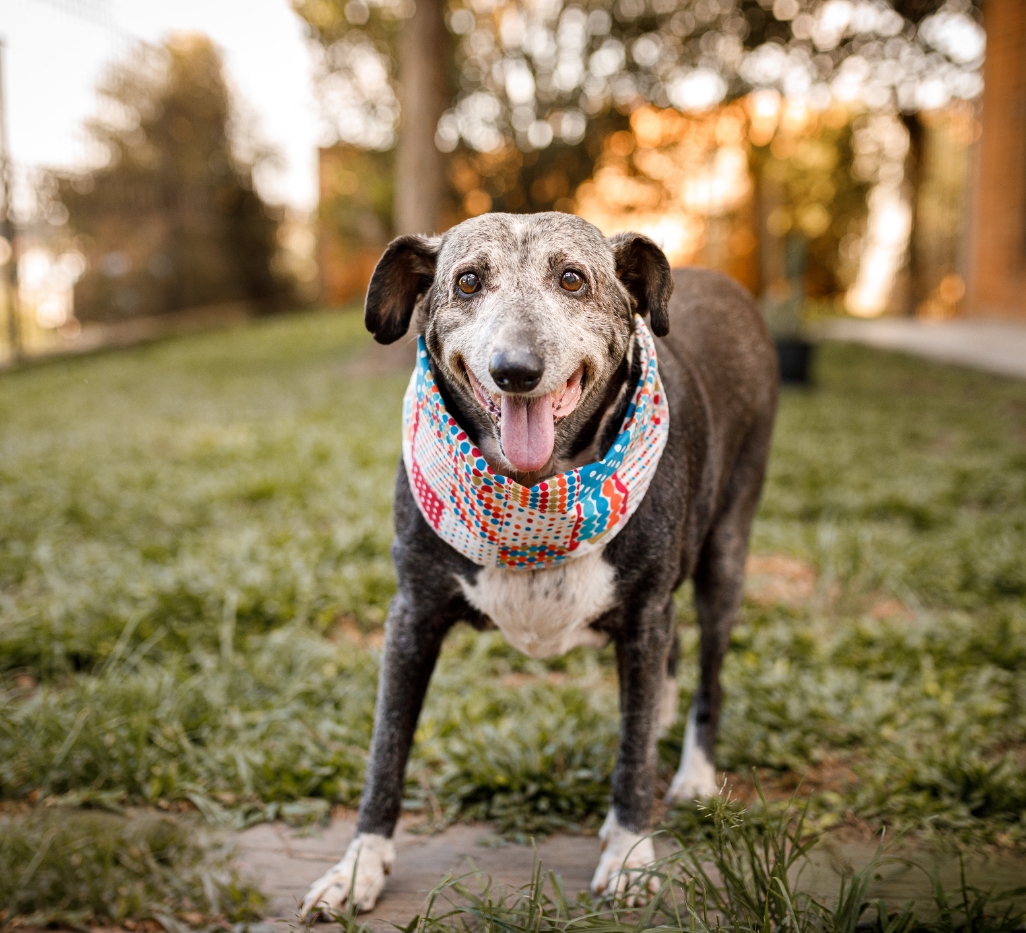 Become a Foster - Humane Society of Dallas County