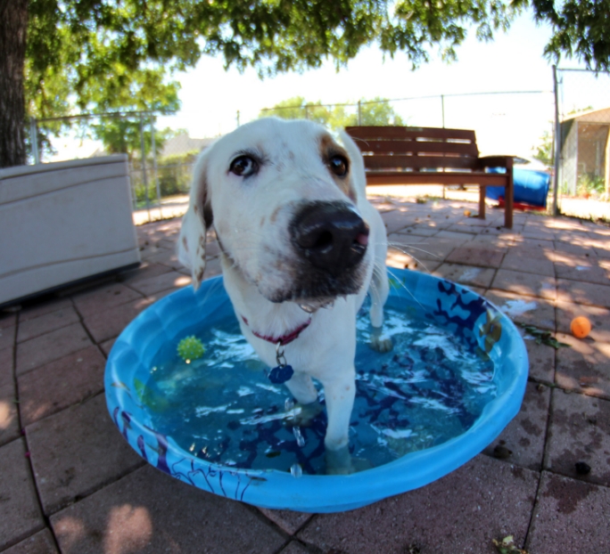 Adopt - Humane Society of Dallas County