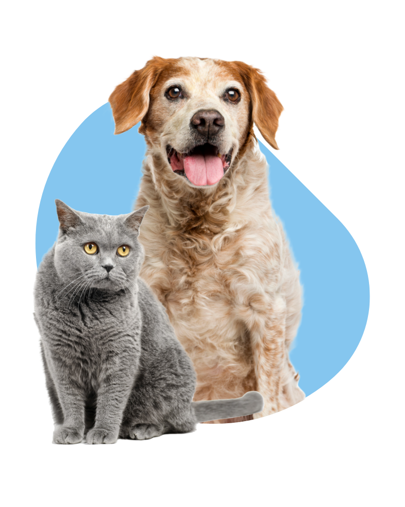 Humane Society of Dallas County